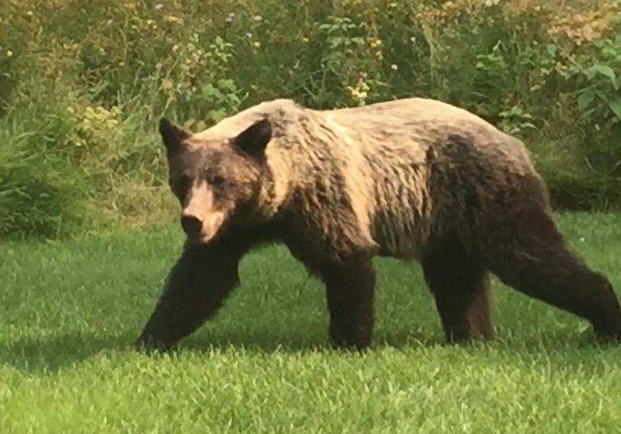 IDFG: Hunters shoot grizzly in self-defense | Bonner County Daily Bee
