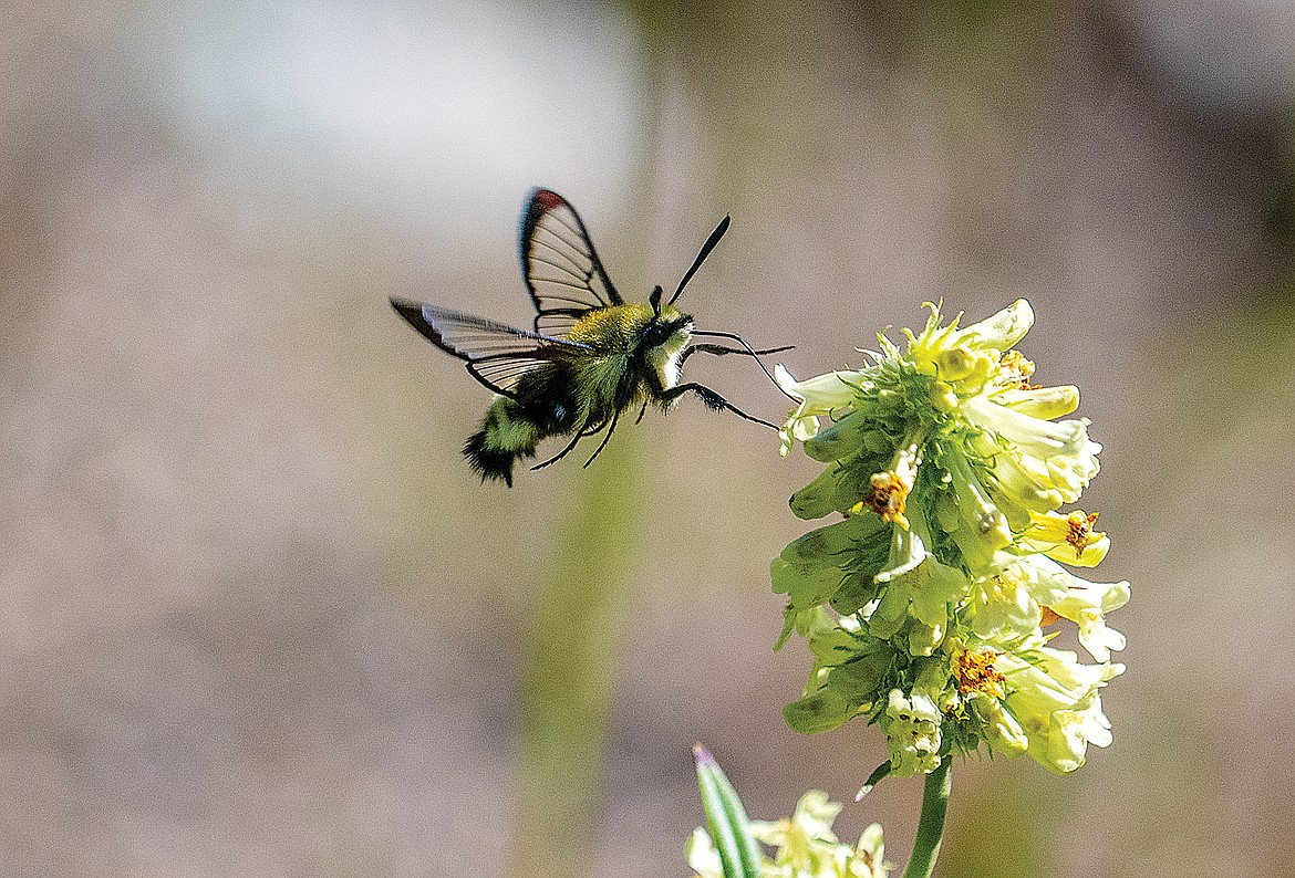 Opinion: Mud and Moths | Hungry Horse News