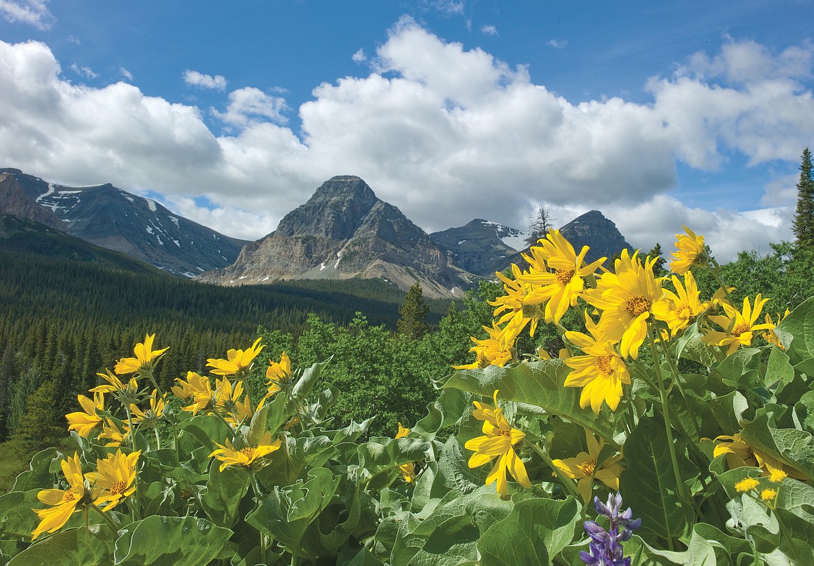 Dead cows caused trail closures in Cut Bank. Avalanche Lake Trail ...