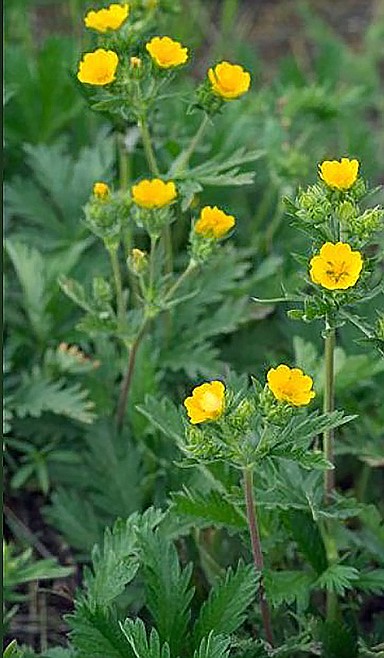 Cinquefoil brightens rock gardens, perennial beds | Bonner County Daily Bee