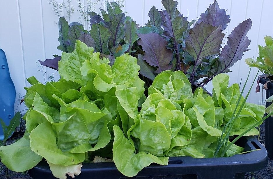 MASTER GARDENER: Harvesting greens and root vegetables | Coeur d'Alene ...