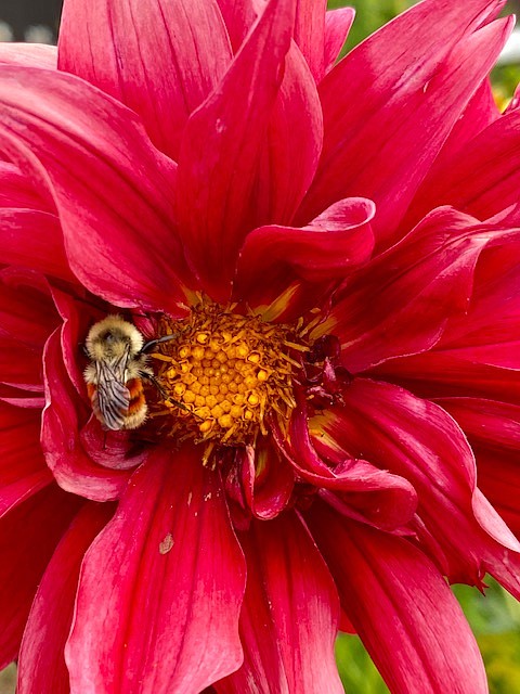 MASTER GARDENER: Bumble bee basics | Coeur d'Alene Press