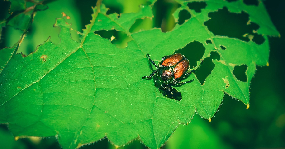 Invasive beetles continue to spread in WA | Columbia Basin Herald