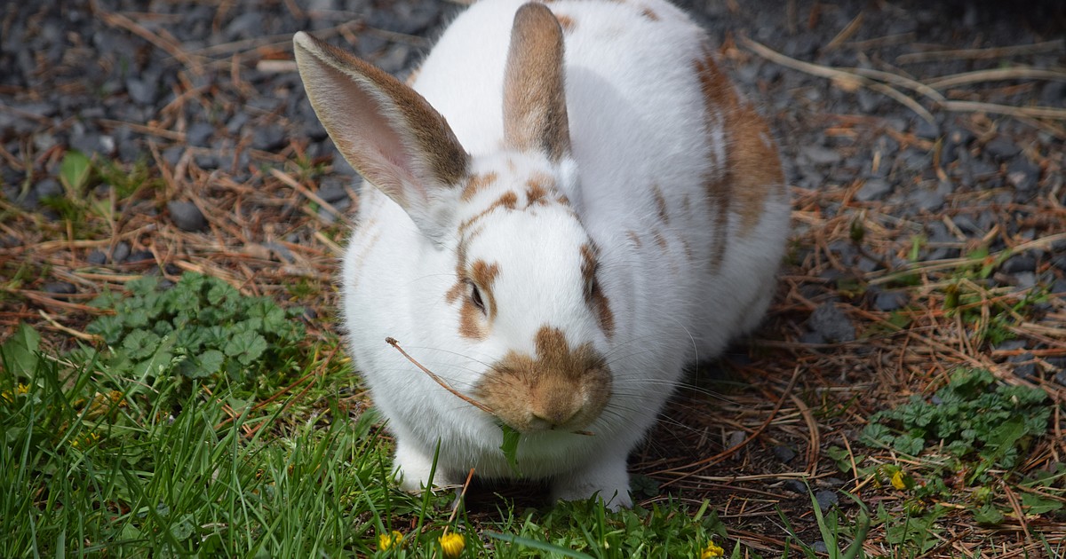 Ag officials warn against rabbit virus | Columbia Basin Herald