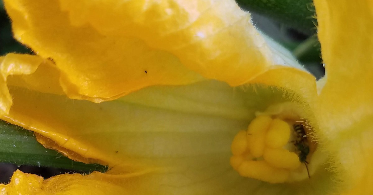 Growing in North Idaho: Maximize your harvest | Hagadone News Network