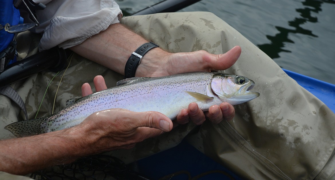 IDFG stocking trout in state's waters | Bonner County Daily Bee