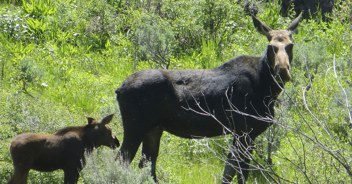 Moose on the move, migrating to Nevada from Idaho, Utah | Coeur d'Alene ...