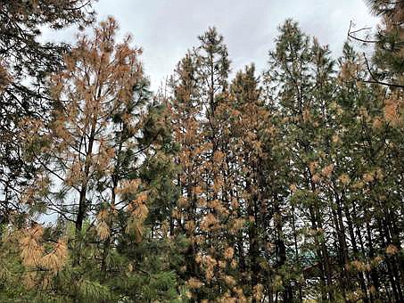 Hail leads to fungal infections in some Ponderosa pines | Hungry Horse News