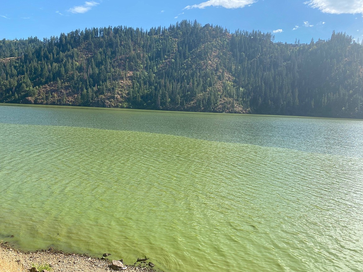 OUR GEM: Harmful algae blooms | Coeur d'Alene Press