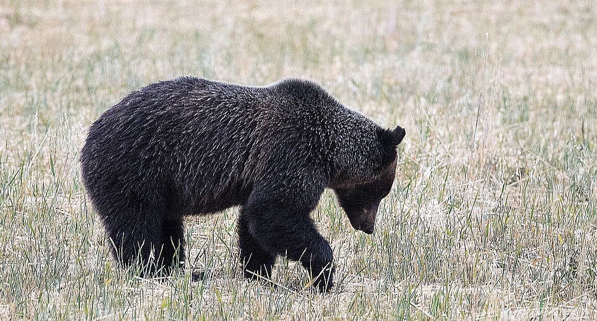 Montana Town Passes Emergency Bear Law Coeur D Alene Press Montana Town Passes Emergency Bear Law Coeur D Alene Press
