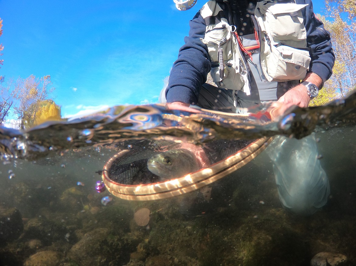 Deep Dive into FLBS: A Life Line for Trout Fishing | Bigfork Eagle