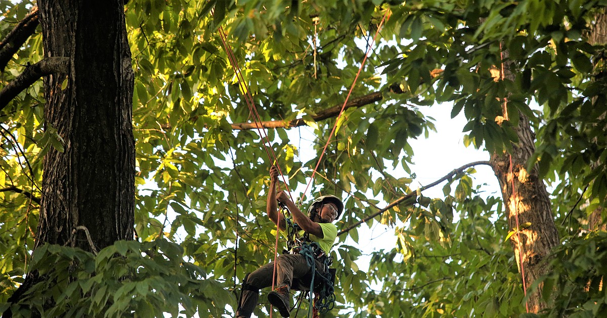Tree climbers go high | Hagadone News Network