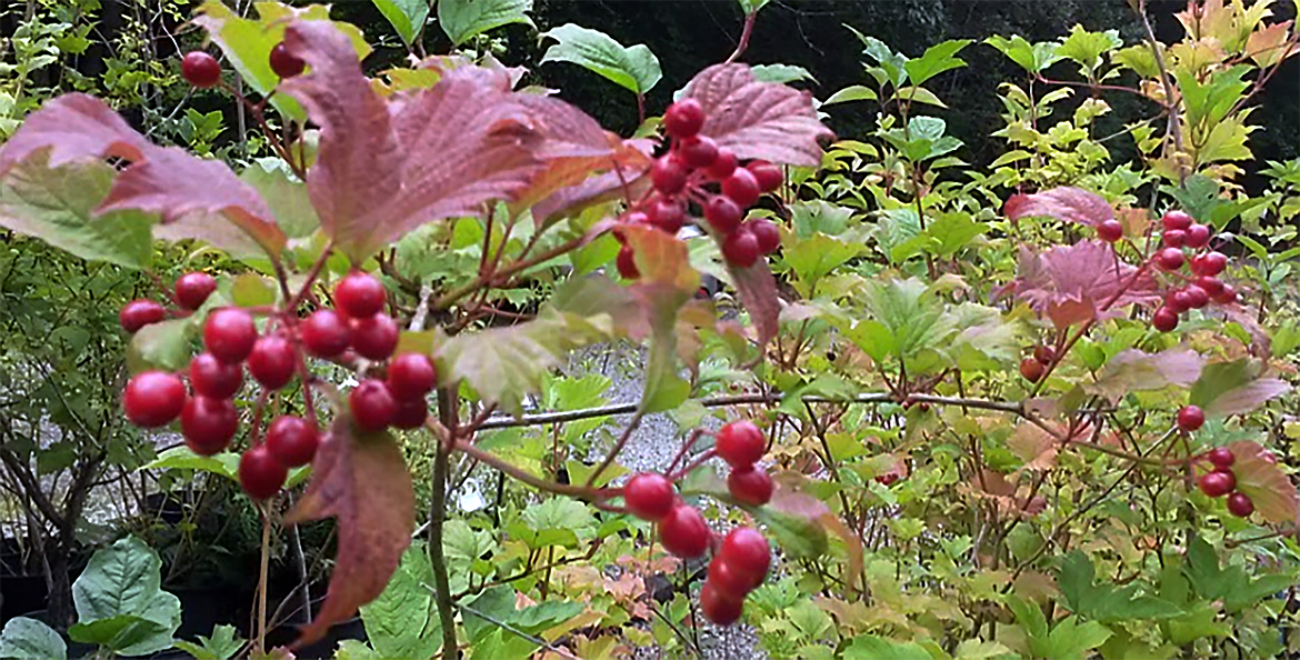 American Cranberry is graceful addition to landscapes | Bonner County ...