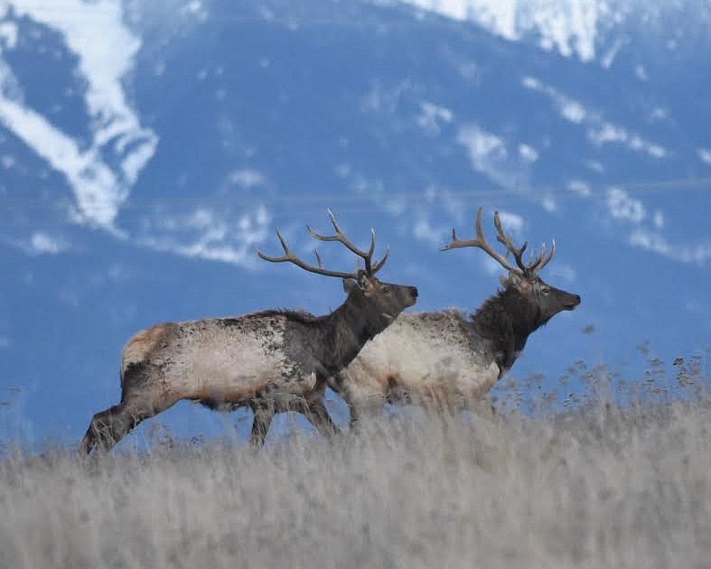 FWP expands study of South Fork elk herds to Bob Marshall Wilderness ...