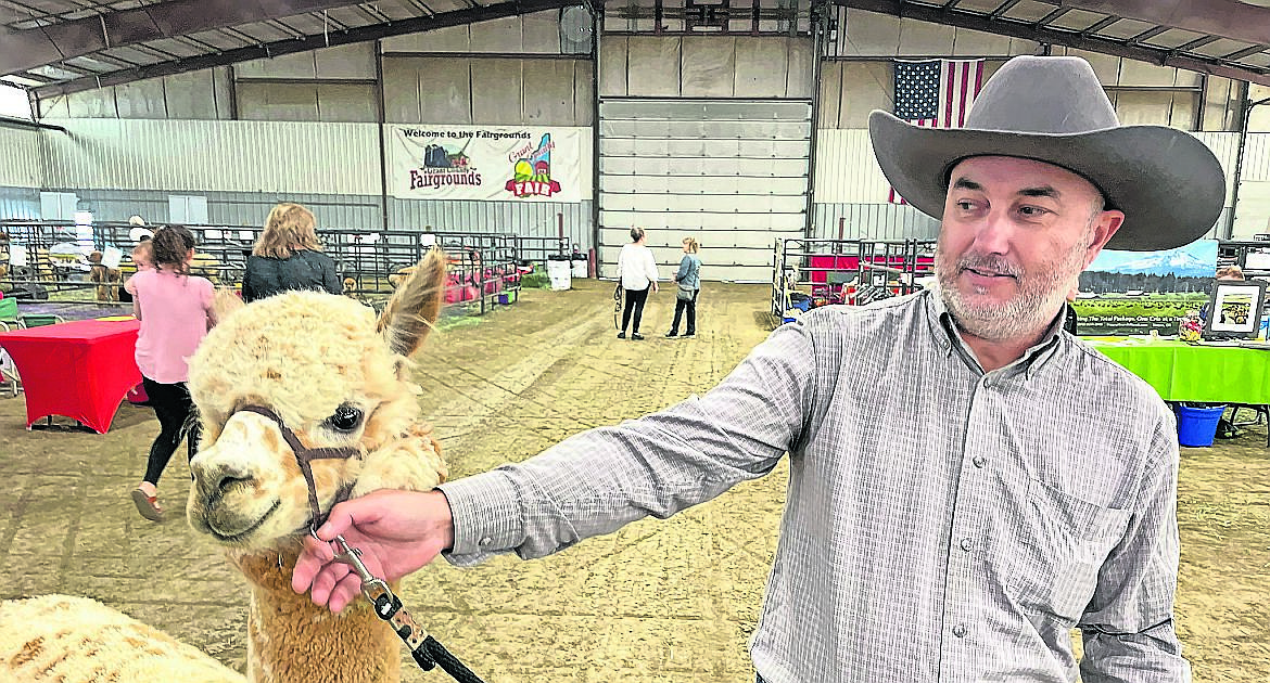 Wool power: Alpaca ranchers gather for show | Hagadone News Network