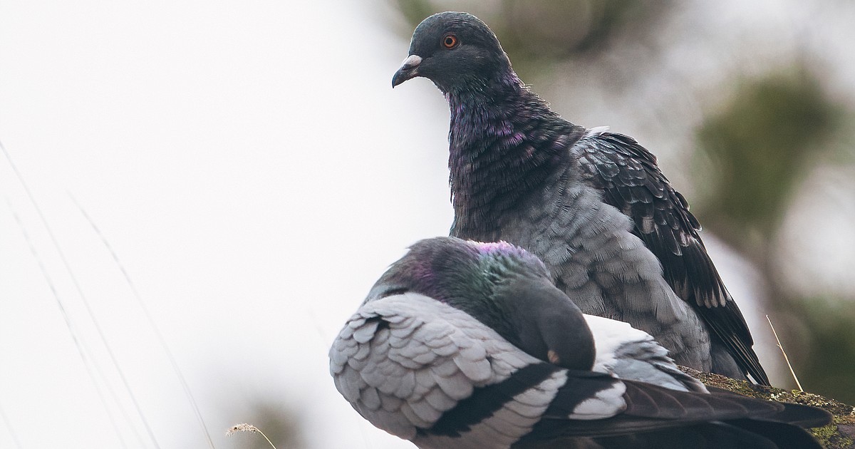 YOUR PHOTOS: North Idaho wildlife | Coeur d'Alene Press