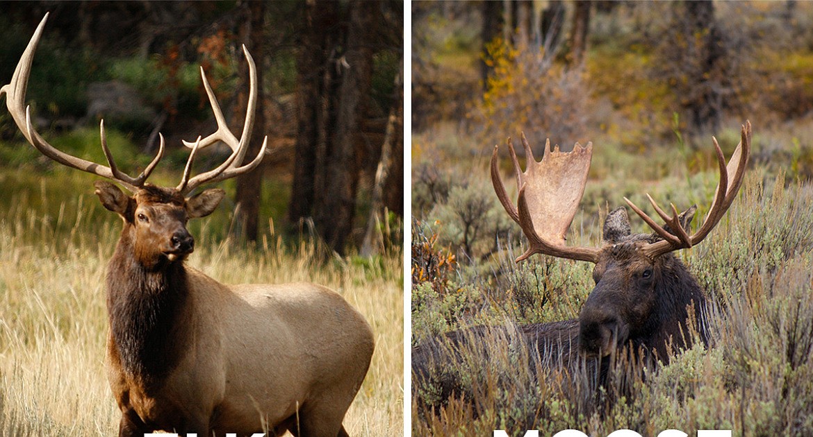 Know the difference between a bull elk and bull moose before you ...
