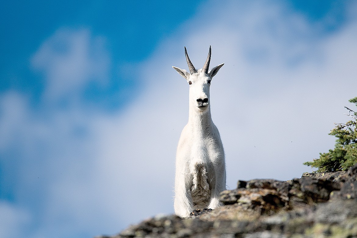 Study: Goats rule the roost at mineral licks | Hungry Horse News
