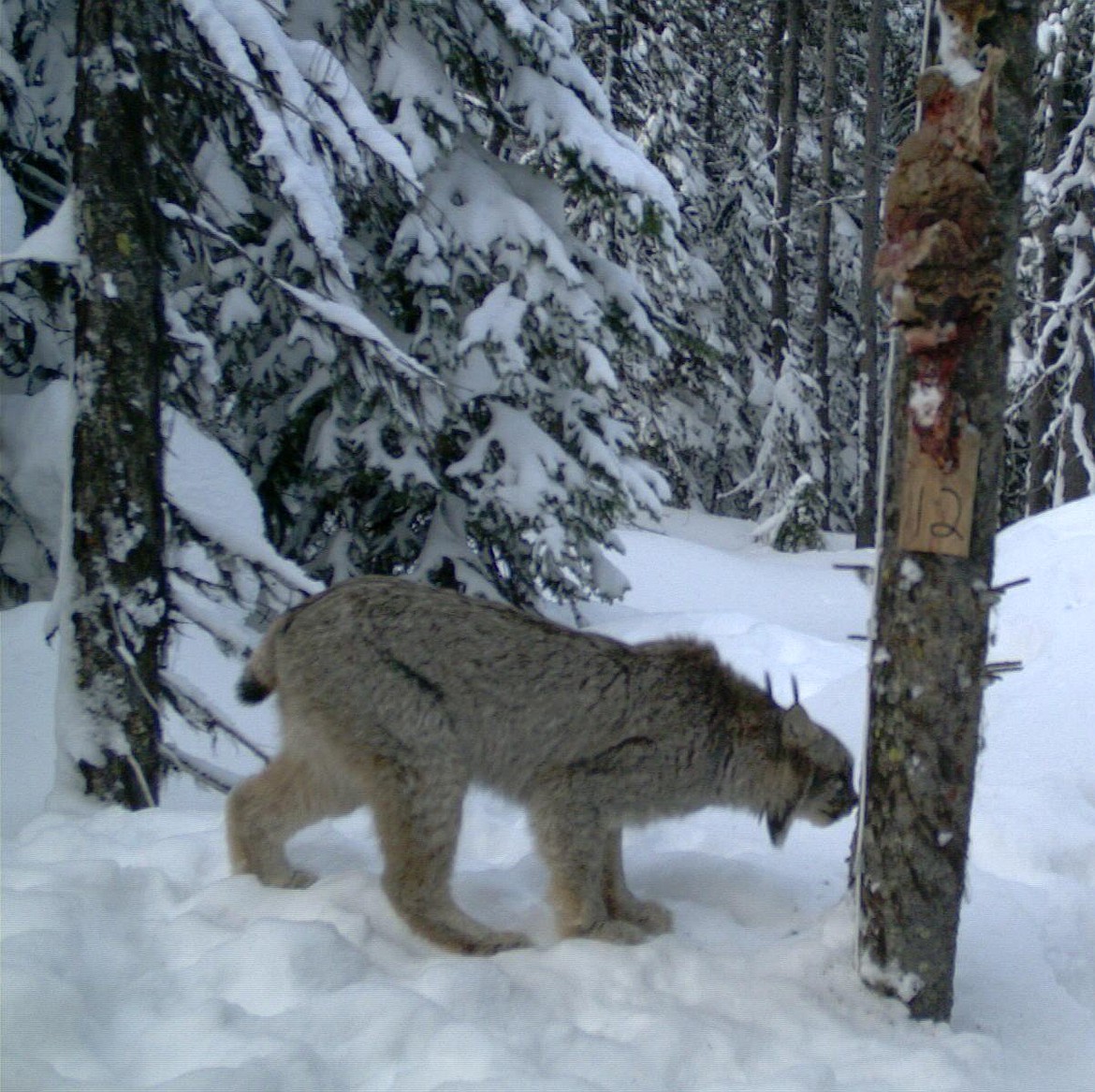 Fisher, wolverine and Canada lynx conservation plan open for public ...