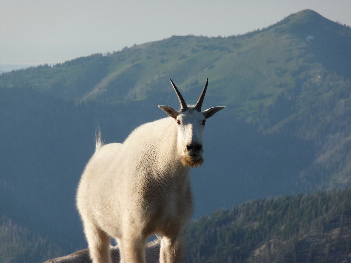 IDFG accepting comment on moose, bighorn sheep and mountain goat season ...