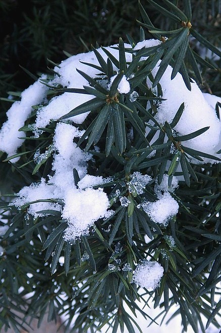 Ornamental Yew: Toxic to wintering wildlife | Coeur d'Alene Press