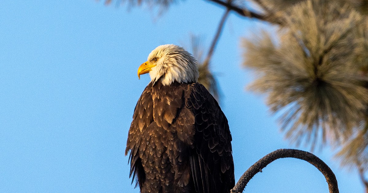 Eagle count still high | Coeur d'Alene Press