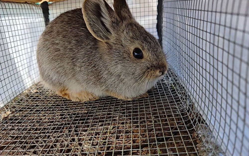 WDFW researchers use drone to collect pygmy rabbit data | Columbia ...