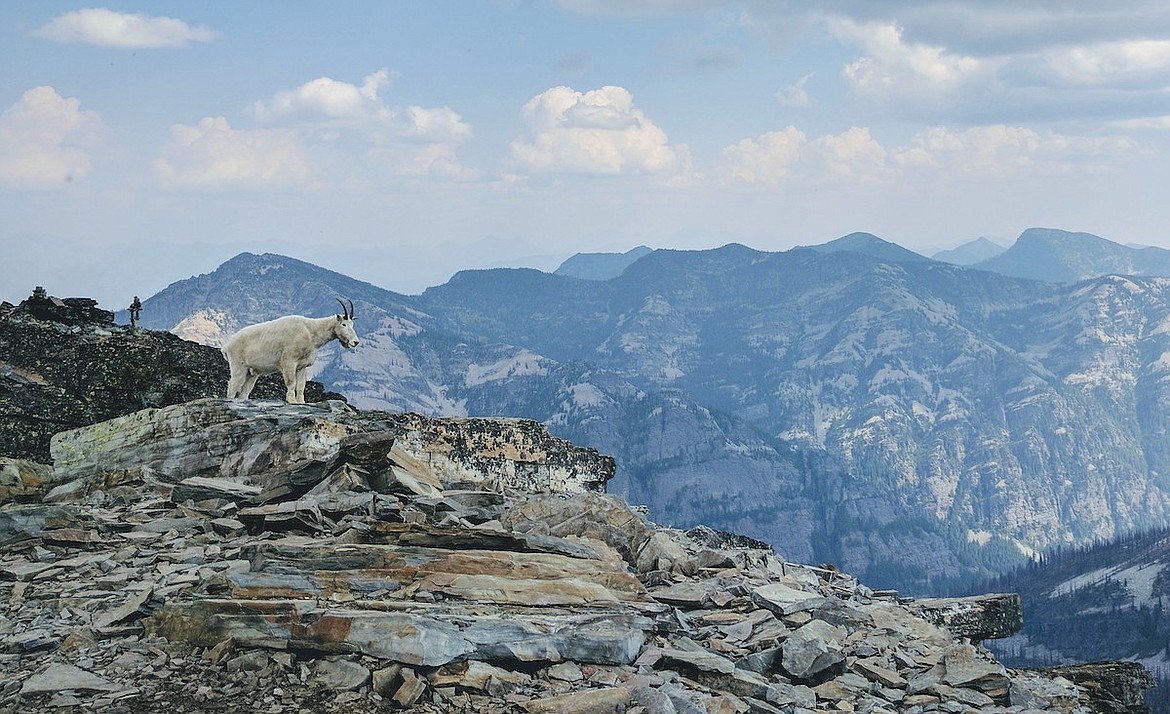 Author to present mountain goat program in Libby | Western News