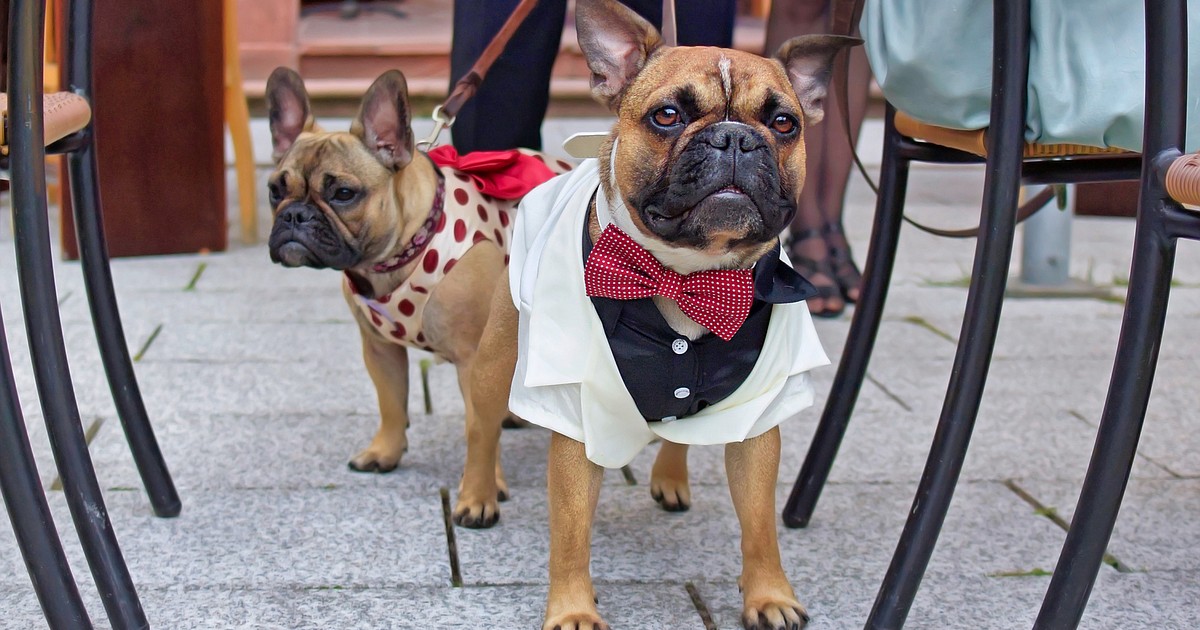 Making National Dress Up Your Pet Day a paw-sitive experience ...
