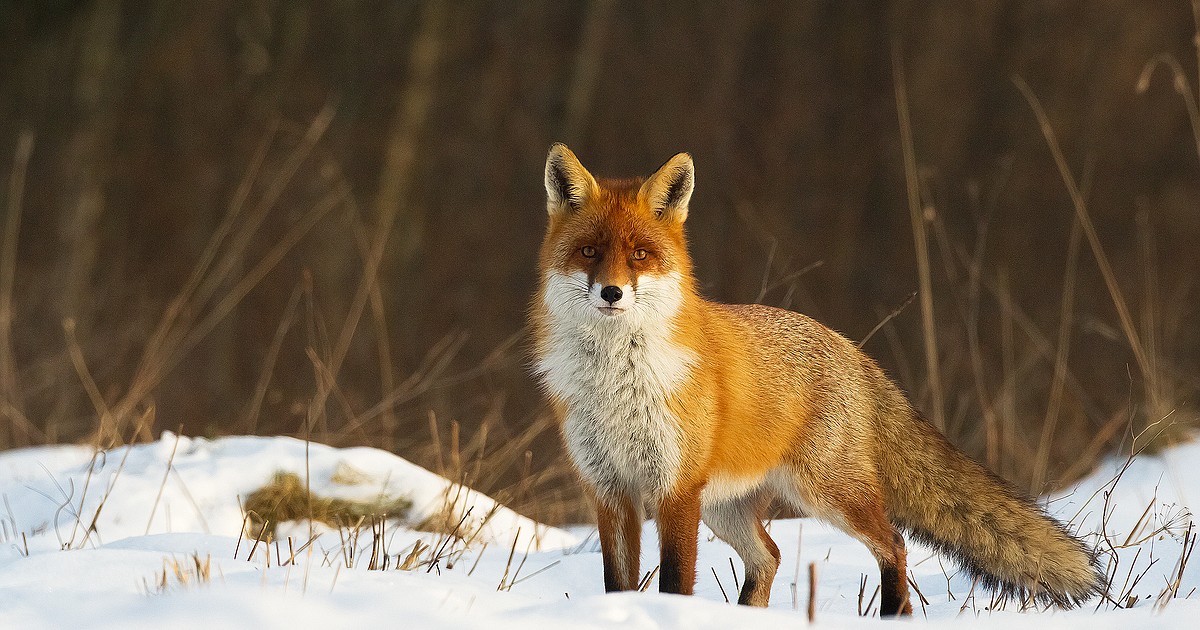 Fun and fancy fox facts | Hagadone News Network