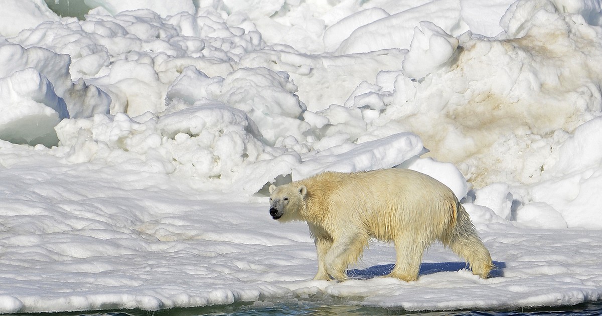Rare attack: 2 dead in polar bear mauling in Alaska village | Coeur d ...