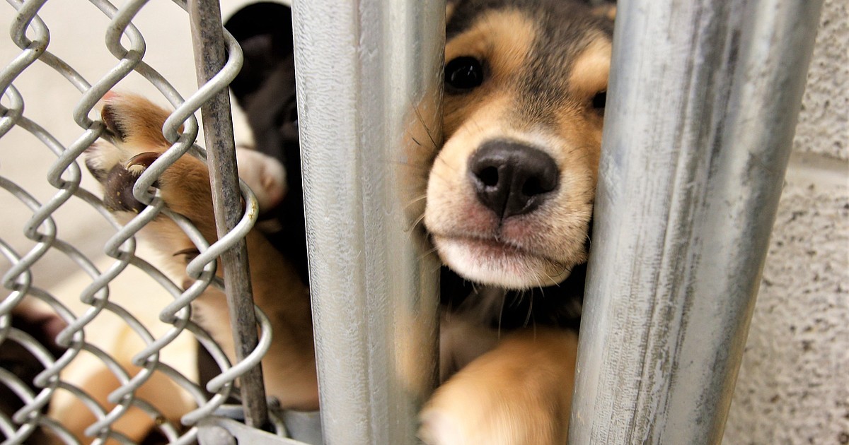 38 puppies arrive at KHS | Coeur d'Alene Press