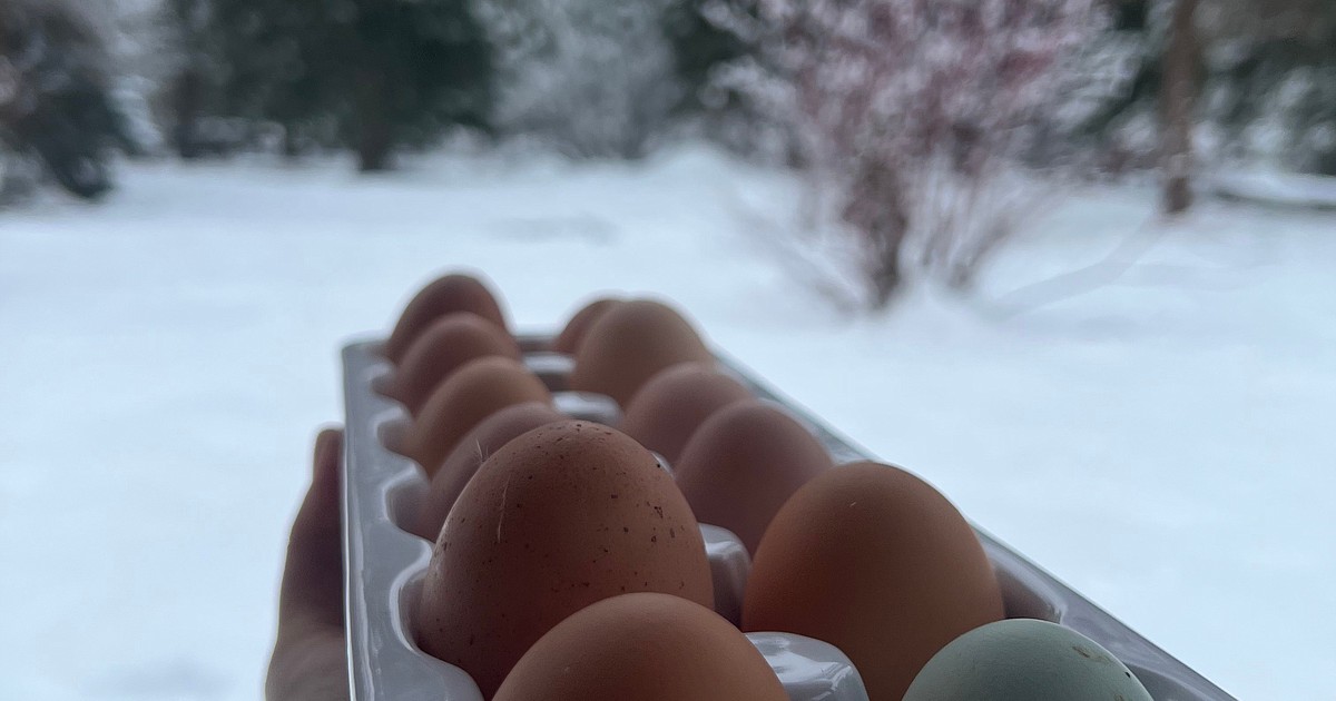 Eggflation: St. Regis farm sees boost in egg sales | Valley Press ...