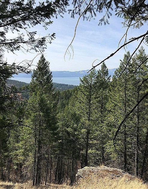 Flathead Land Trust announces milestones for Harrell Forest Project ...