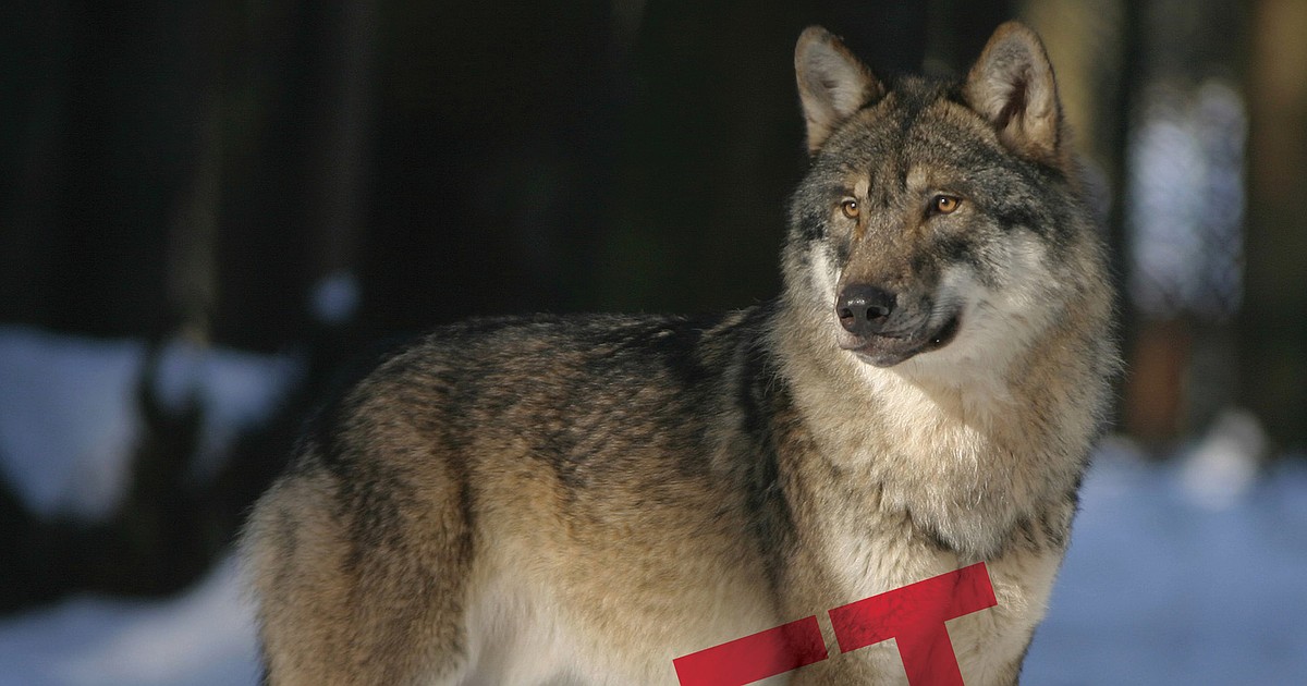 Gray wolf management plan opens for comment | Coeur d'Alene Press