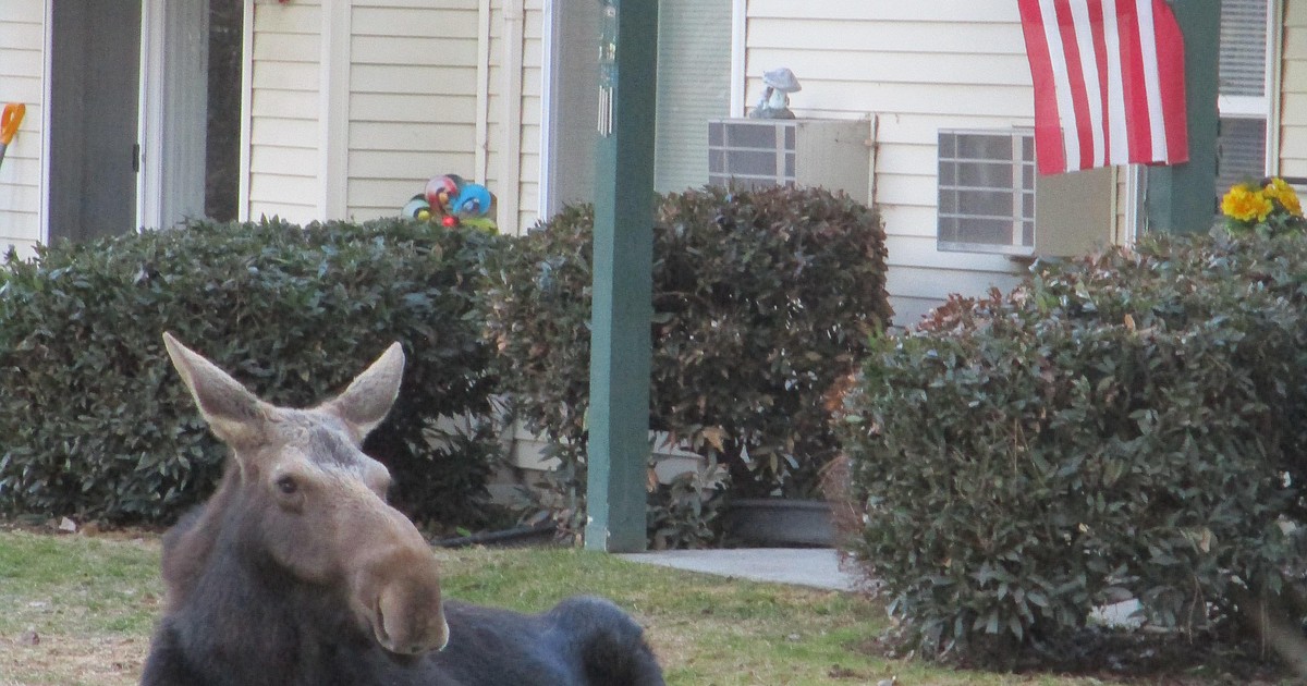 Moose trio visits Lake Wood Ranch | Coeur d'Alene Press