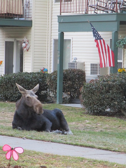Moose trio visits Lake Wood Ranch | Coeur d'Alene Press