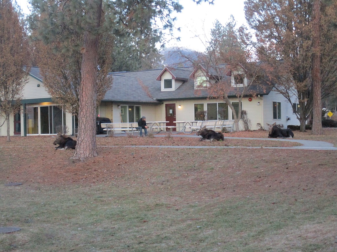Moose trio visits Lake Wood Ranch | Coeur d'Alene Press