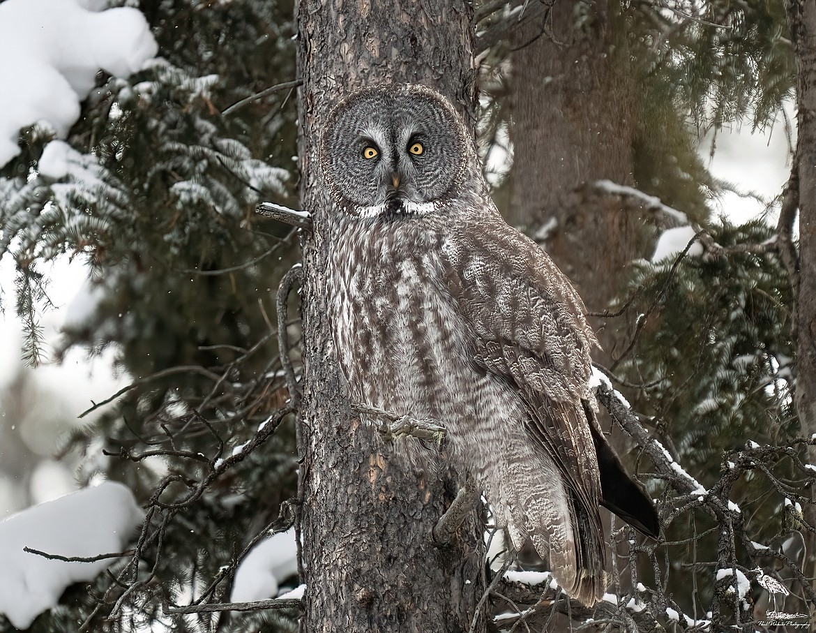 Wise and dignified | Coeur d'Alene Press