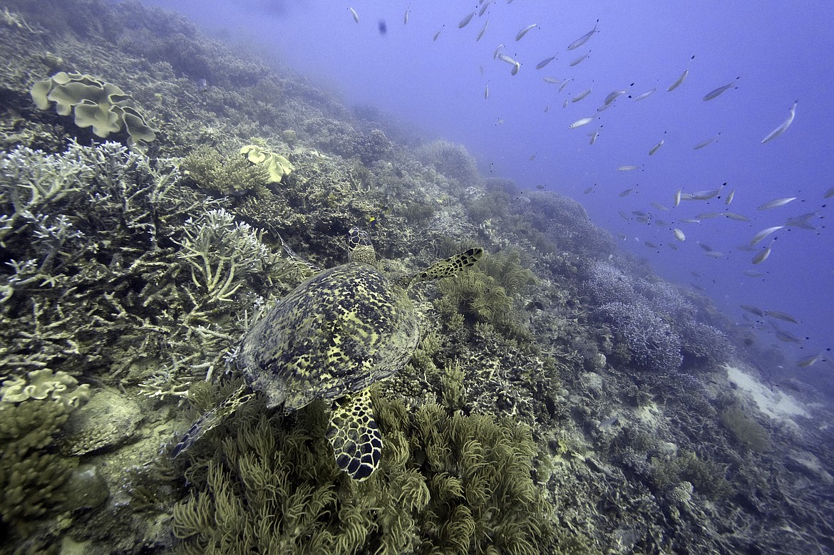 Nations reach accord to protect marine life on high seas | Coeur d ...