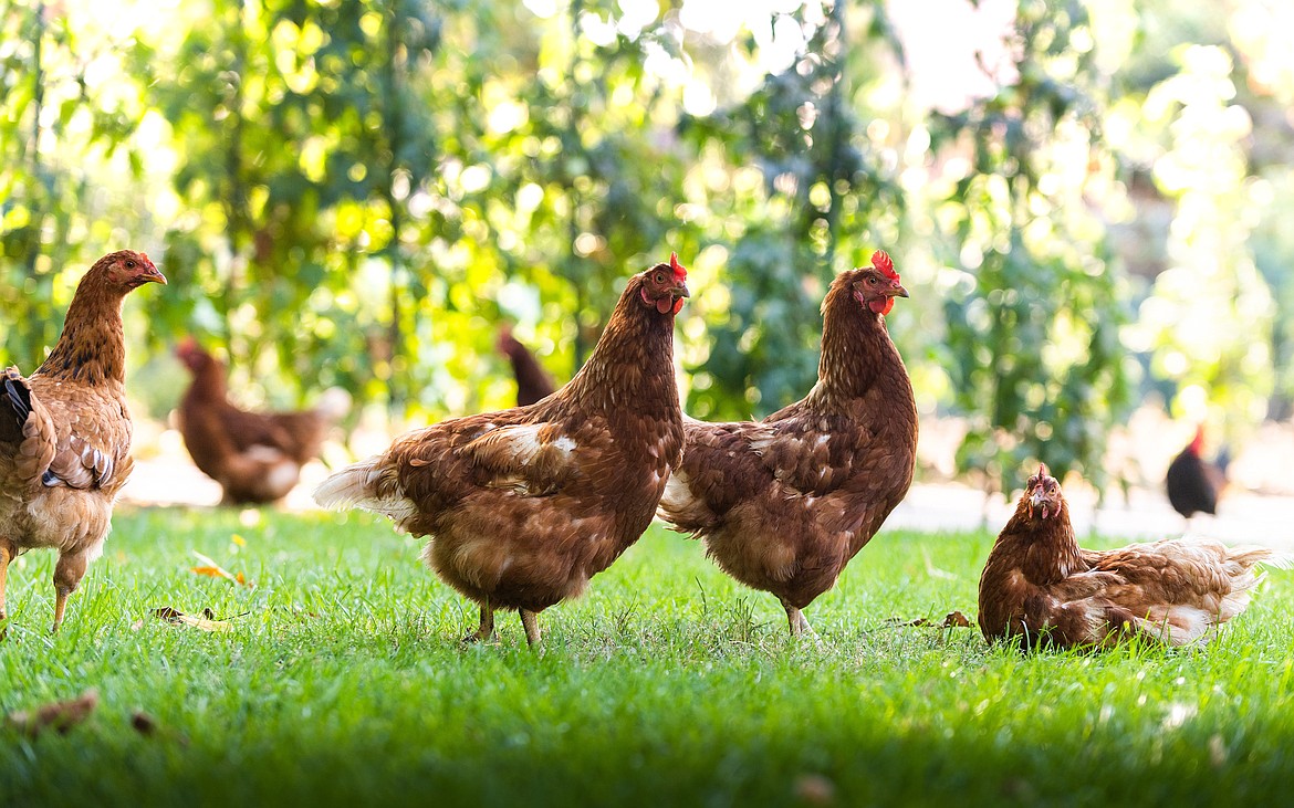 Backyard Chickens Part 2: Maintaining healthy birds | Coeur d'Alene Press