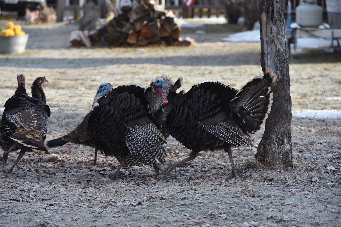 Libby City Council still talking turkey | Western News