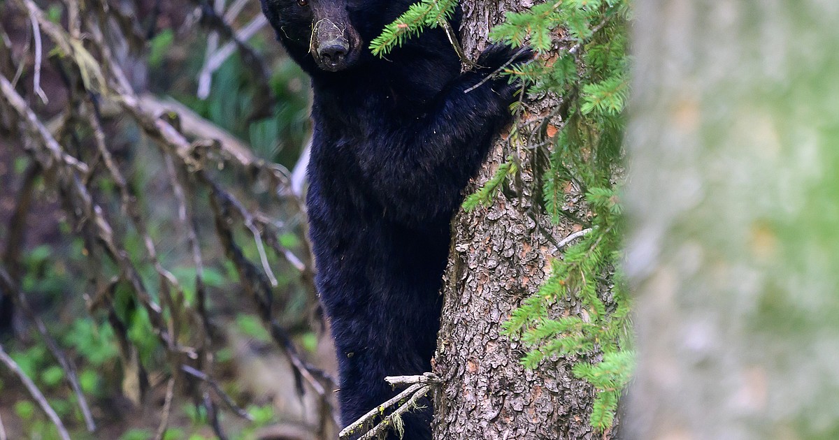 Critters: Springtime black bears | Daily Inter Lake