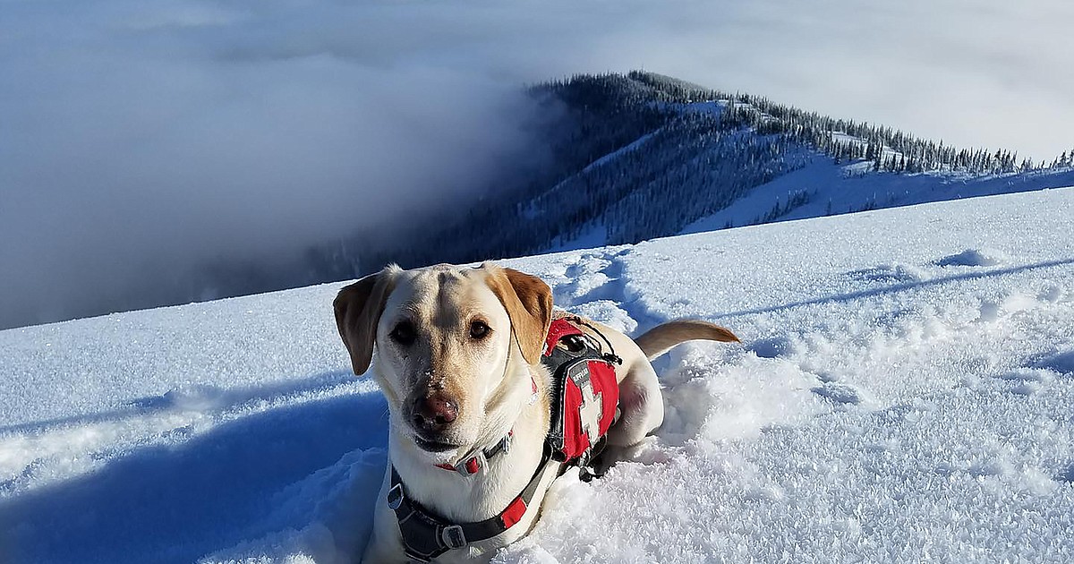 Fundraiser aims to give avalanche dogs a helping paw | Bonner County ...