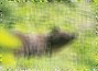 Woman hospitalized after bear swipes her shoulder and arm in Glacier ...