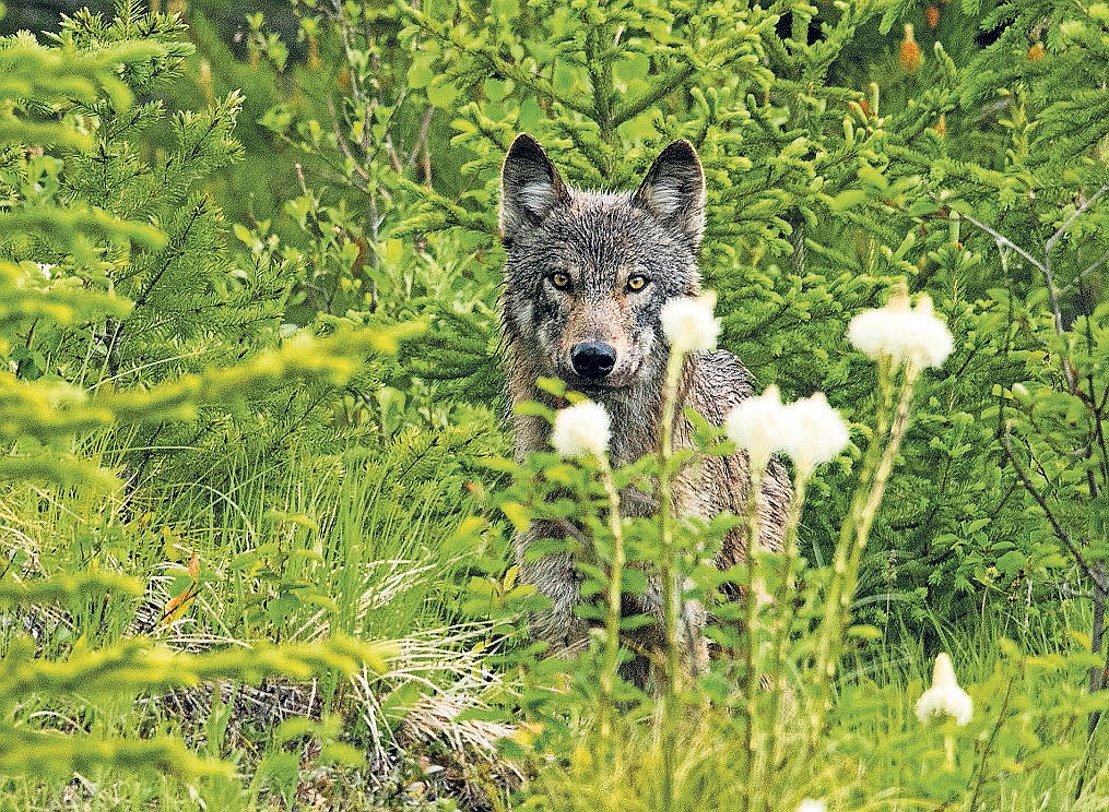 FWP prepares new Wolf Management Plan | Hungry Horse News