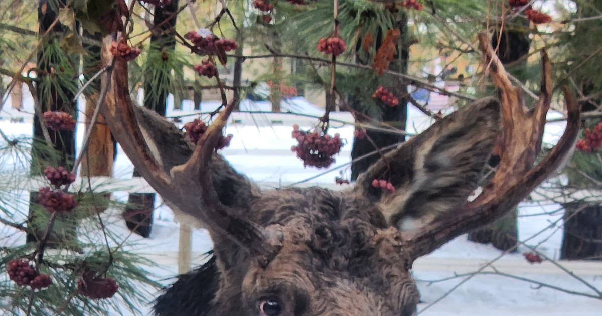 Moose tag applications open | Coeur d'Alene Press