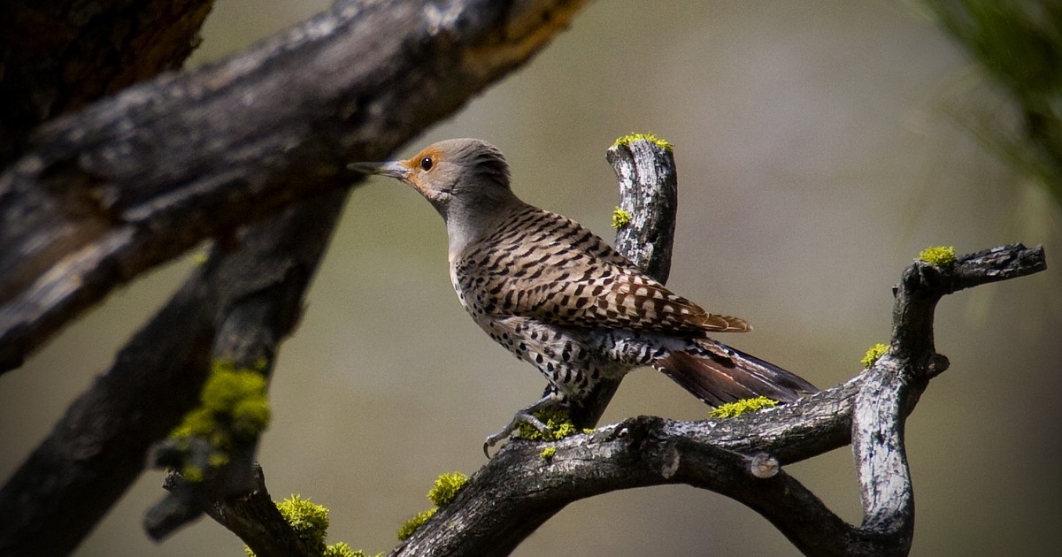 Audubon field trip set for April 21 | Bigfork Eagle