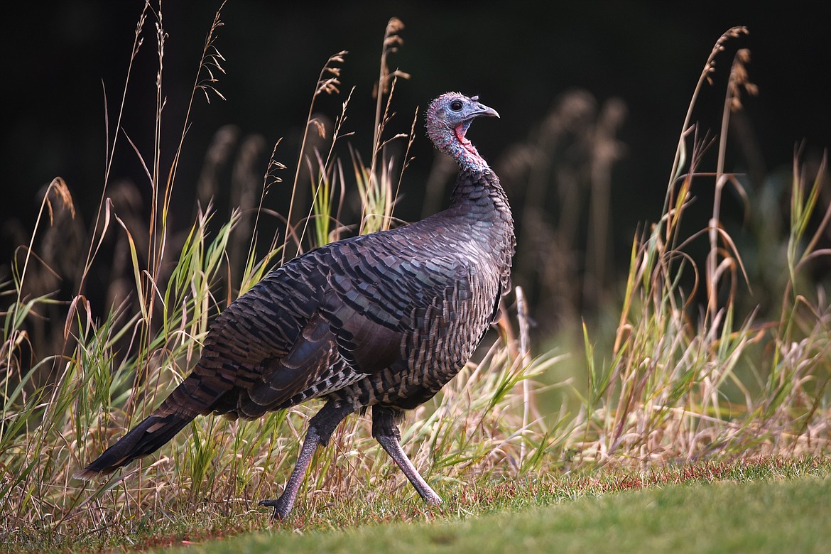 Turkey time in Northwest Montana | Daily Inter Lake