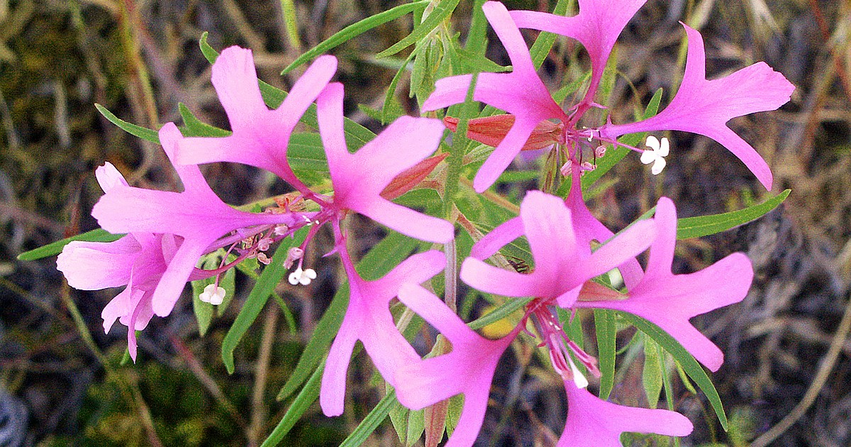 Sun-loving Pink Fairies brighten garden | Bonner County Daily Bee